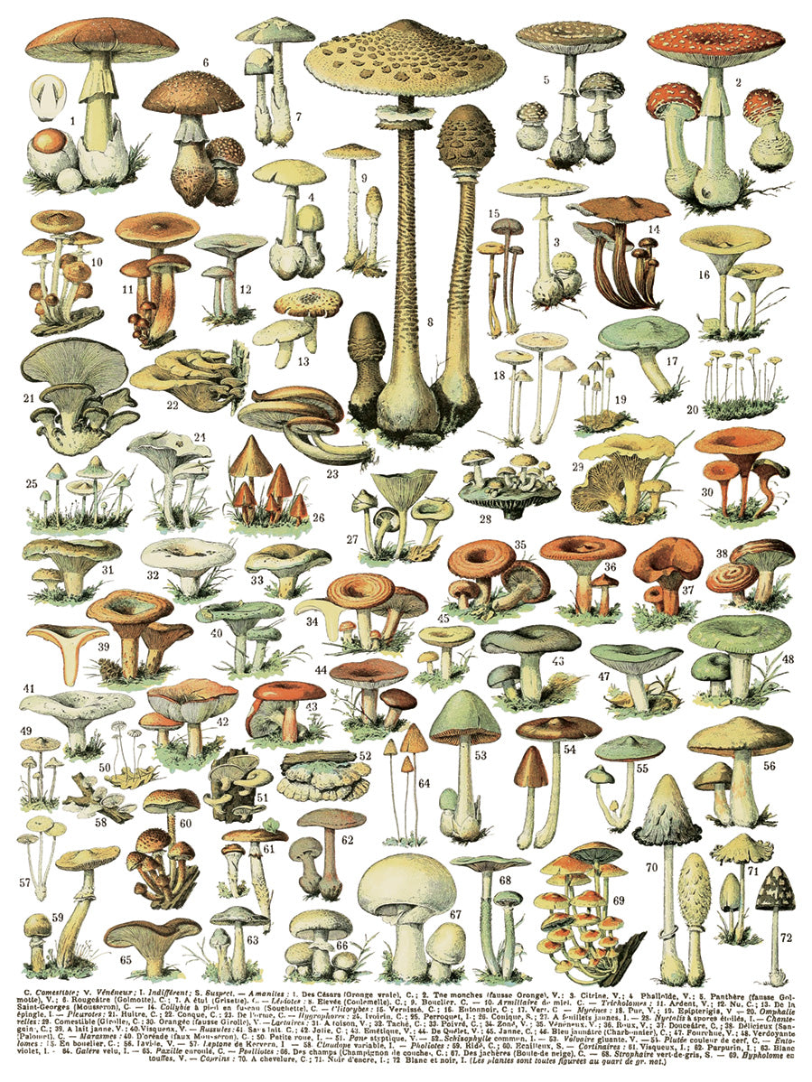 IOD Millot's Pages IOD Transfer 12x16 Pad™ – The Stilwell House